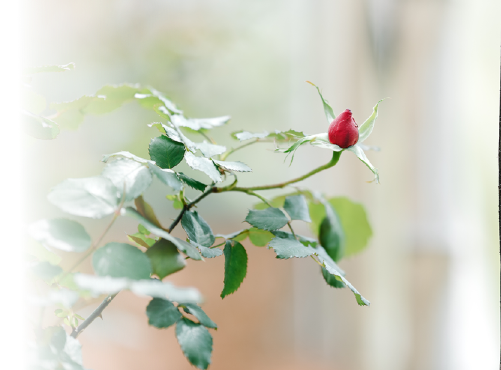 #Edible beauty care メンバー 募集 | Dew Rose